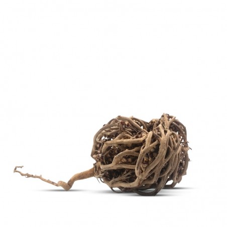 Chajarat Mariam - Rose de Jericho